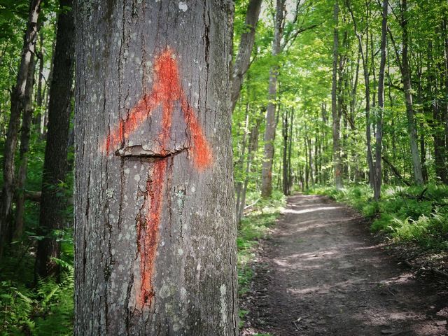 Close-up of arrow symbol on tree trunk at | ID: 106637991