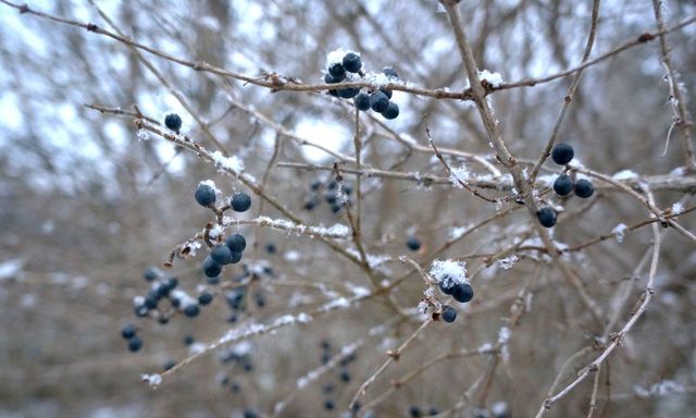 Berries on bare tree during winter | ID: 82984705