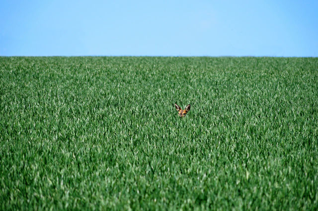 View of animal on agricultural field | ID: 121160005