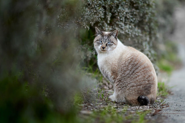 Grey cat looking backwards at camera | ID: 165587118