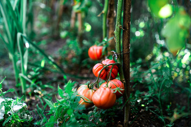 Ripe red tomatoes on branch of tomato plant | ID: 168174441