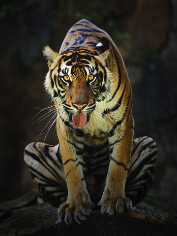 Close-up portrait of tiger sitting on rock | ID: 117157390