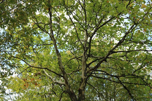 Low angle view of tree | ID: 129633291