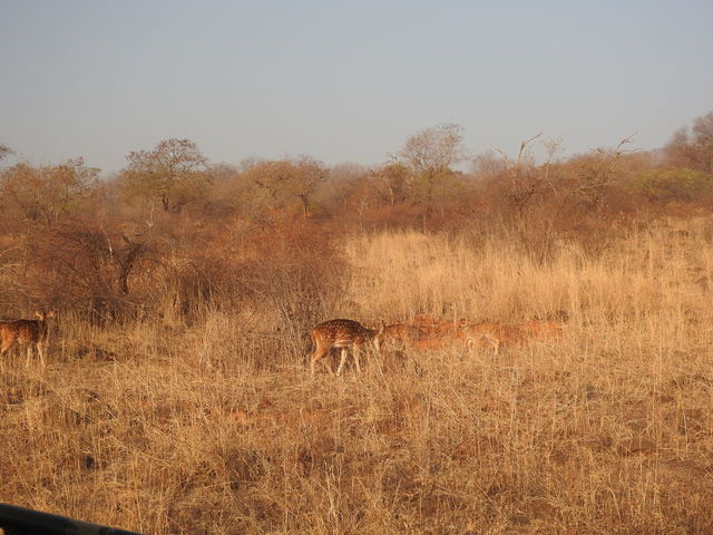 View of animal on field | ID: 133008630