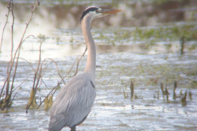Bird in a lake | ID: 158940772