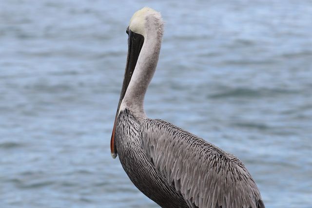 Close-up of pelican | ID: 156011418