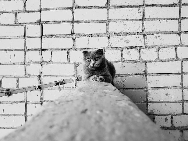 Portrait of cat against wall | ID: 131387181