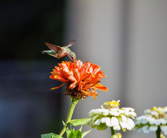 flower 196775485 | Beautiful photography on EyeEm