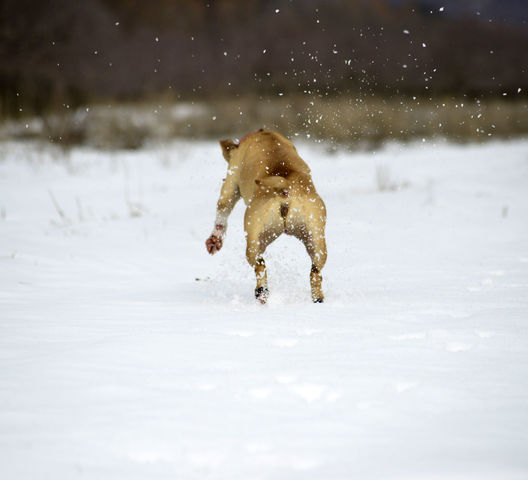 Dog running on snow | ID: 136451843