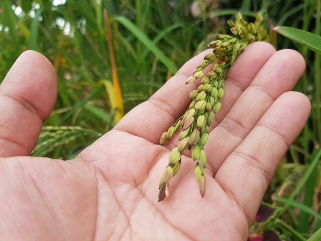 Close-up of hand holding plant | ID: 150504212