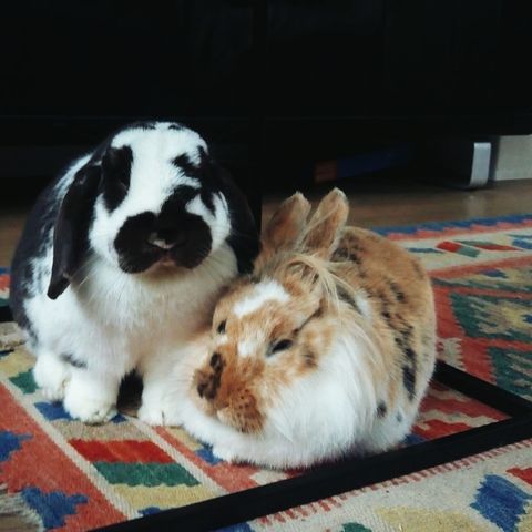 Close-up of rabbits at home | ID: 100117285