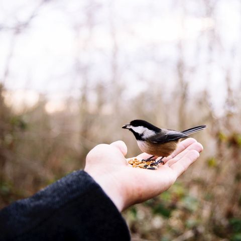 Close-up of human hand feeding bird | ID: 100235117