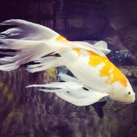 Close-up of fish swimming in water | ID: 100881047