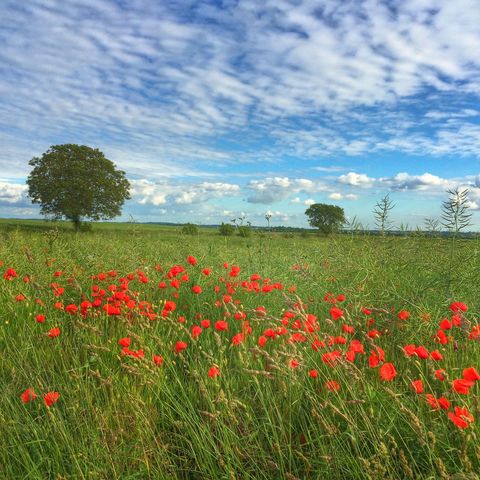 Red flowers growing on field | ID: 65997832