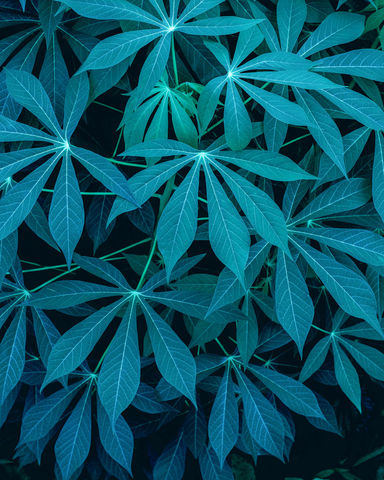 Cannabis Leaf pictures | Curated Photography on EyeEm