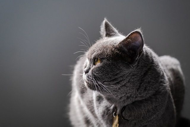 Meow Meow pictures | Curated Photography on EyeEm