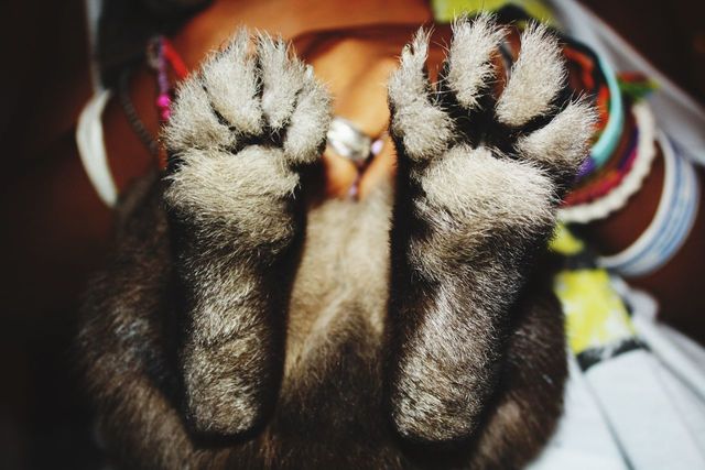 Animal Feet pictures | Curated Photography on EyeEm