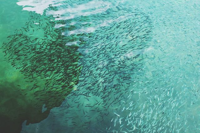 High angle view of fish swimming in sea | ID: 58134205