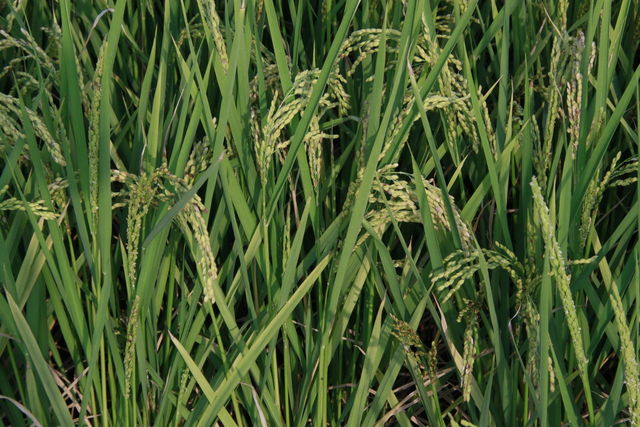 Full frame shot of rice field | ID: 150597366