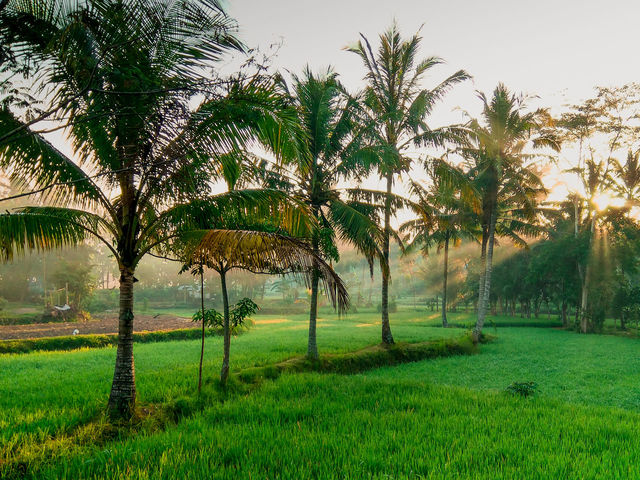 Palm trees on field | ID: 105855812