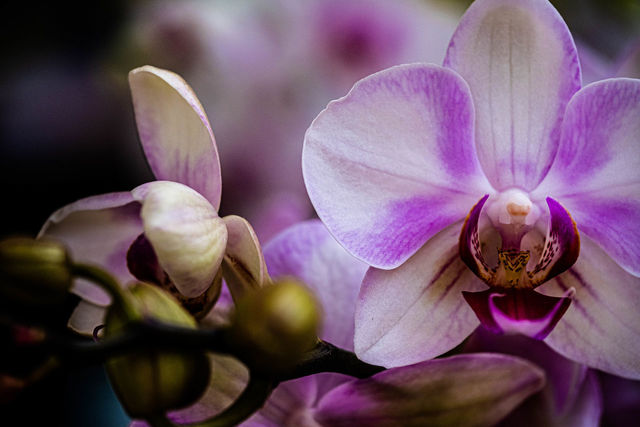 flower 197247554 | Beautiful photography on EyeEm