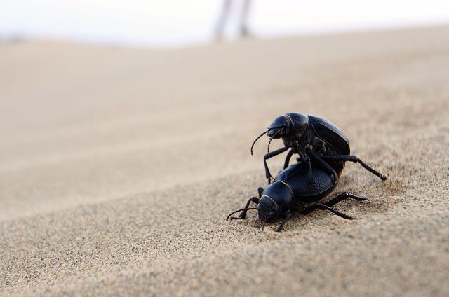 Close-up of insects mating on sand at beach | ID: 113170610
