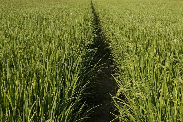 Crops growing in field | ID: 154642652