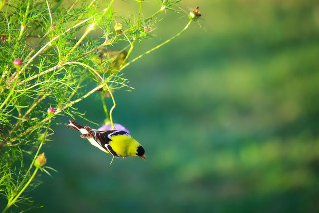 Close-up of a bird flying over white flower | ID: 145931188