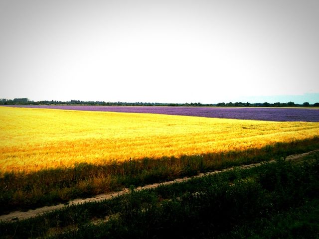 Yellow and purple crops growing on farms | ID: 88031931