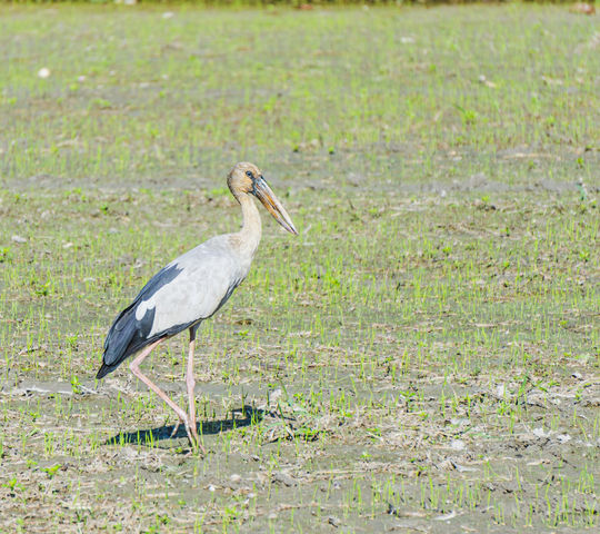Bird in a field | ID: 142937707