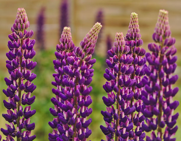 Close-up of purple lavender flowers | ID: 142741562