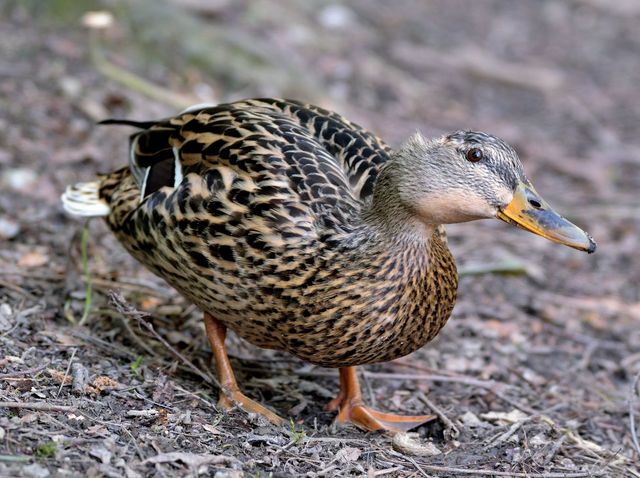 Close-up side view of a duck | ID: 139067222
