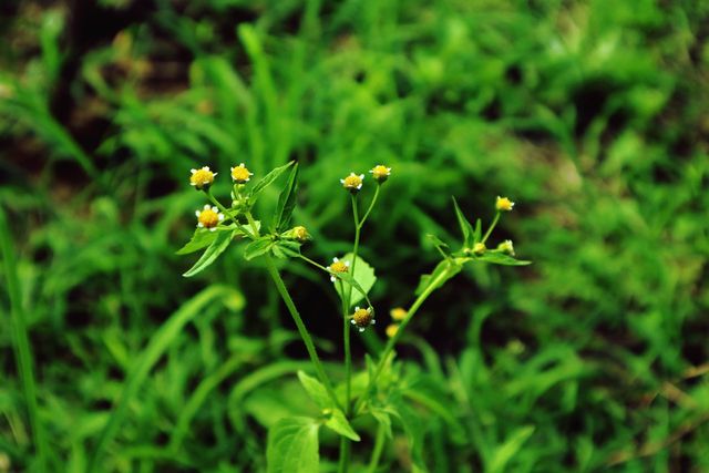 Close-up of flowering plant | ID: 139430919