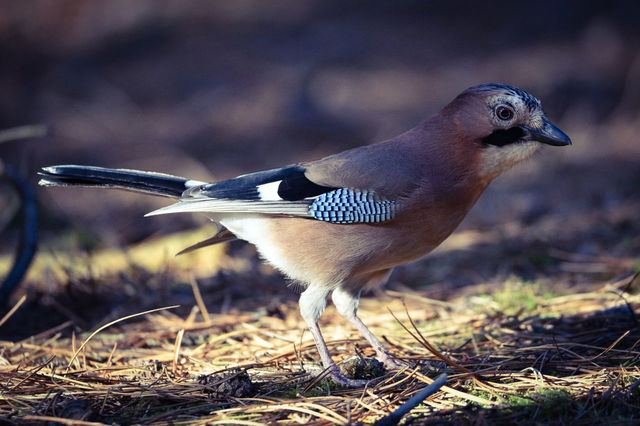 Close-up of birds perching on field | ID: 119298701