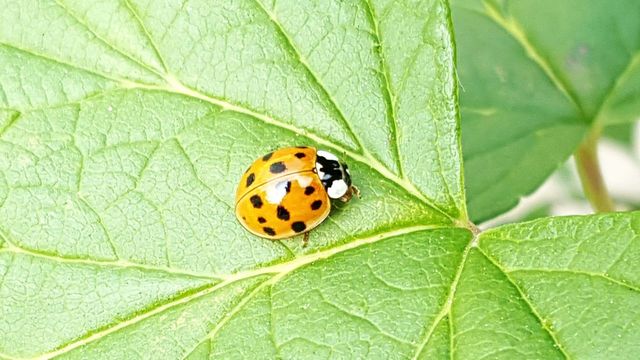 Close-up of ladybug on leaf | ID: 75107034
