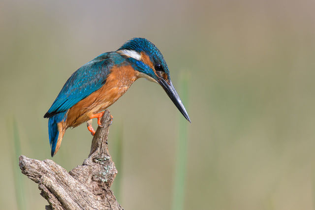 Close-up of bird perching on a branch | ID: 146174175
