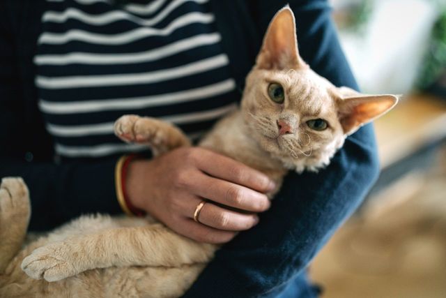 Midsection of woman with cat | ID: 119337791
