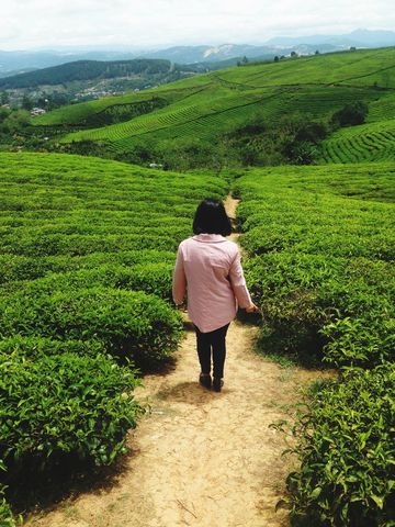 Path Of Tea pictures | Curated Photography on EyeEm
