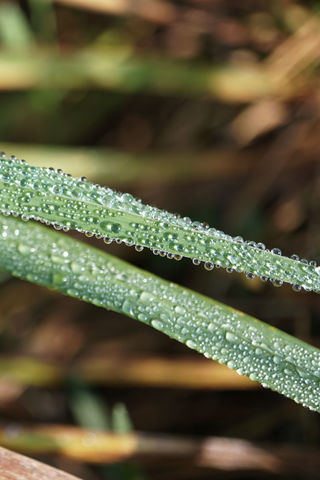 Close-up of water drops on grass | ID: 113399256