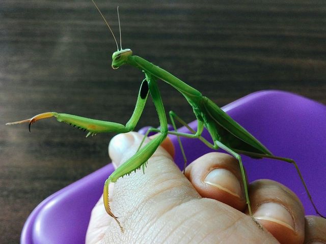 Cropped image of hand holding mantis | ID: 71092654