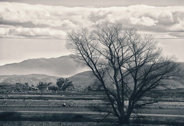 Bare trees on landscape against sky | ID: 100818579