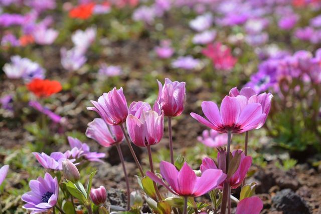 Close-up of pink crocus flowers on field | ID: 141060765