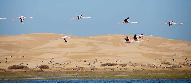 People flying over landscape | ID: 81830818