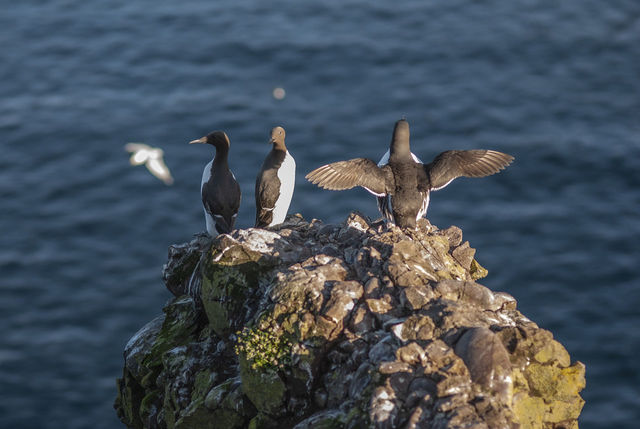 Birds perching on rock | ID: 143286725
