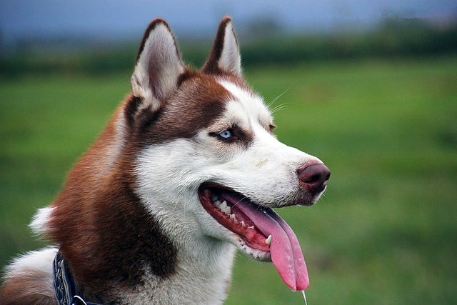 Huskies pictures | Curated Photography on EyeEm