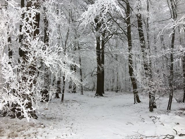Close-up of snow on trees | ID: 100322736