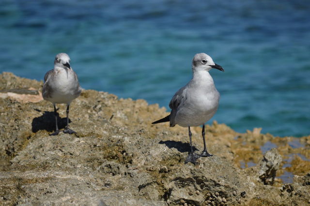 Seagulls perching on beach | ID: 92114439