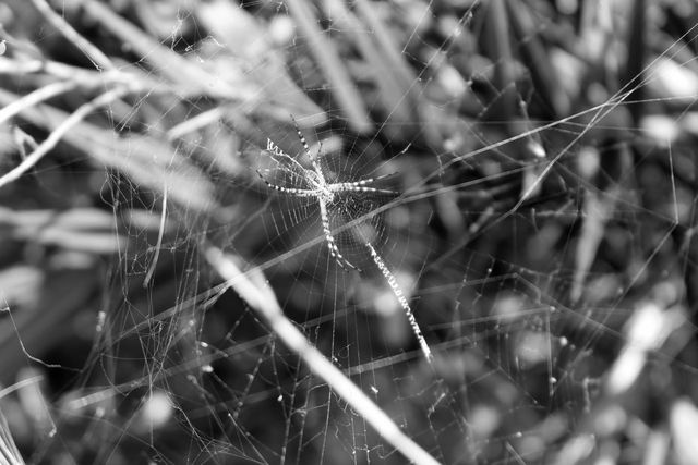 Close-up of spider on web | ID: 90133761
