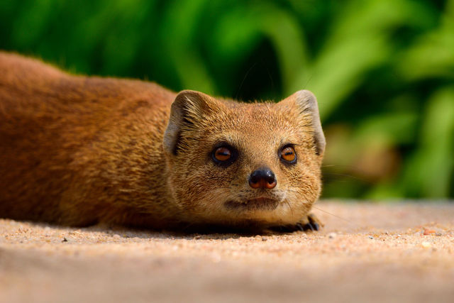 Close-up portrait of animal | ID: 105838112