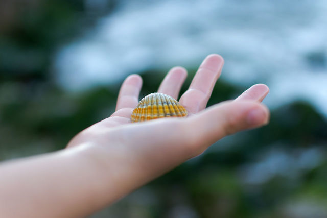Cropped image of hand with seashell | ID: 82535653